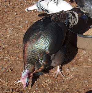 Turkeys Geese for Sale